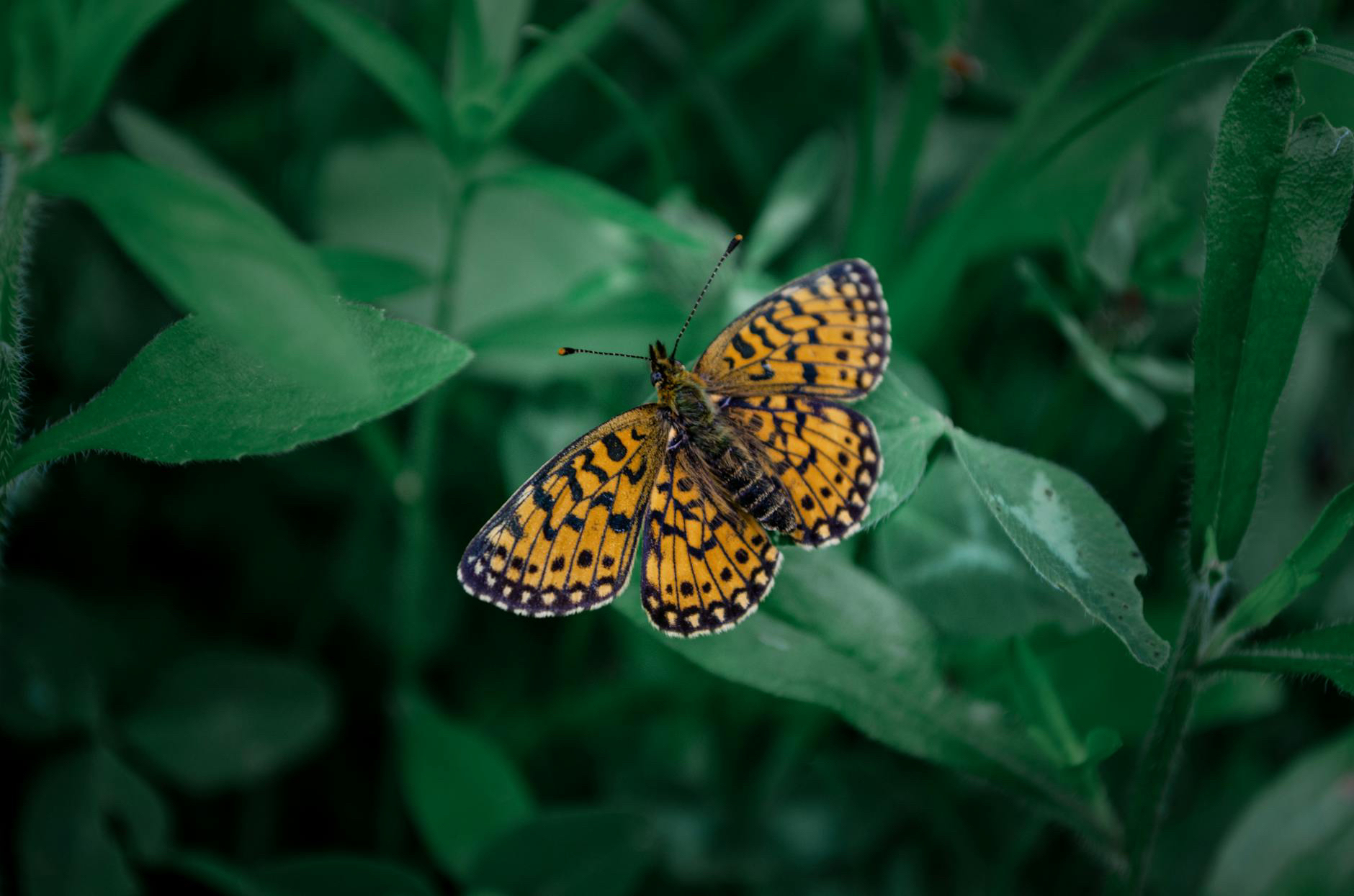 Beautiful Women of Faith Series: Rahab’s New Identity – His Song in the ...